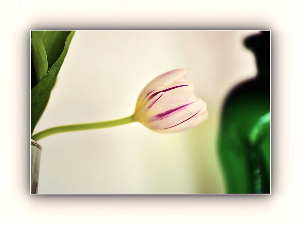 Quere Tulpe Foto & Bild | spezial, grün, tulpen Bilder auf fotocommunity