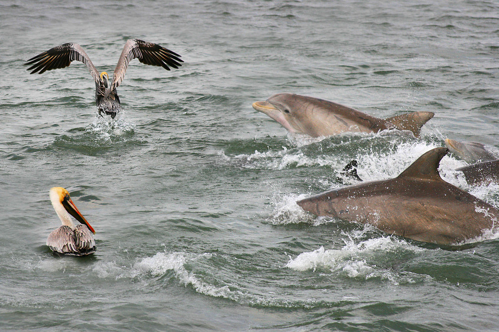 Querverkehr im Atlantik...! Foto & Bild | tiere, wildlife, säugetiere ...