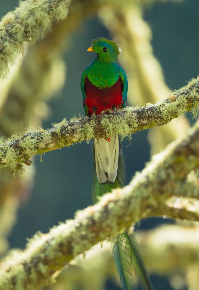 Quetzal Foto & Bild | tiere, wildlife, wild lebende vögel Bilder auf ...