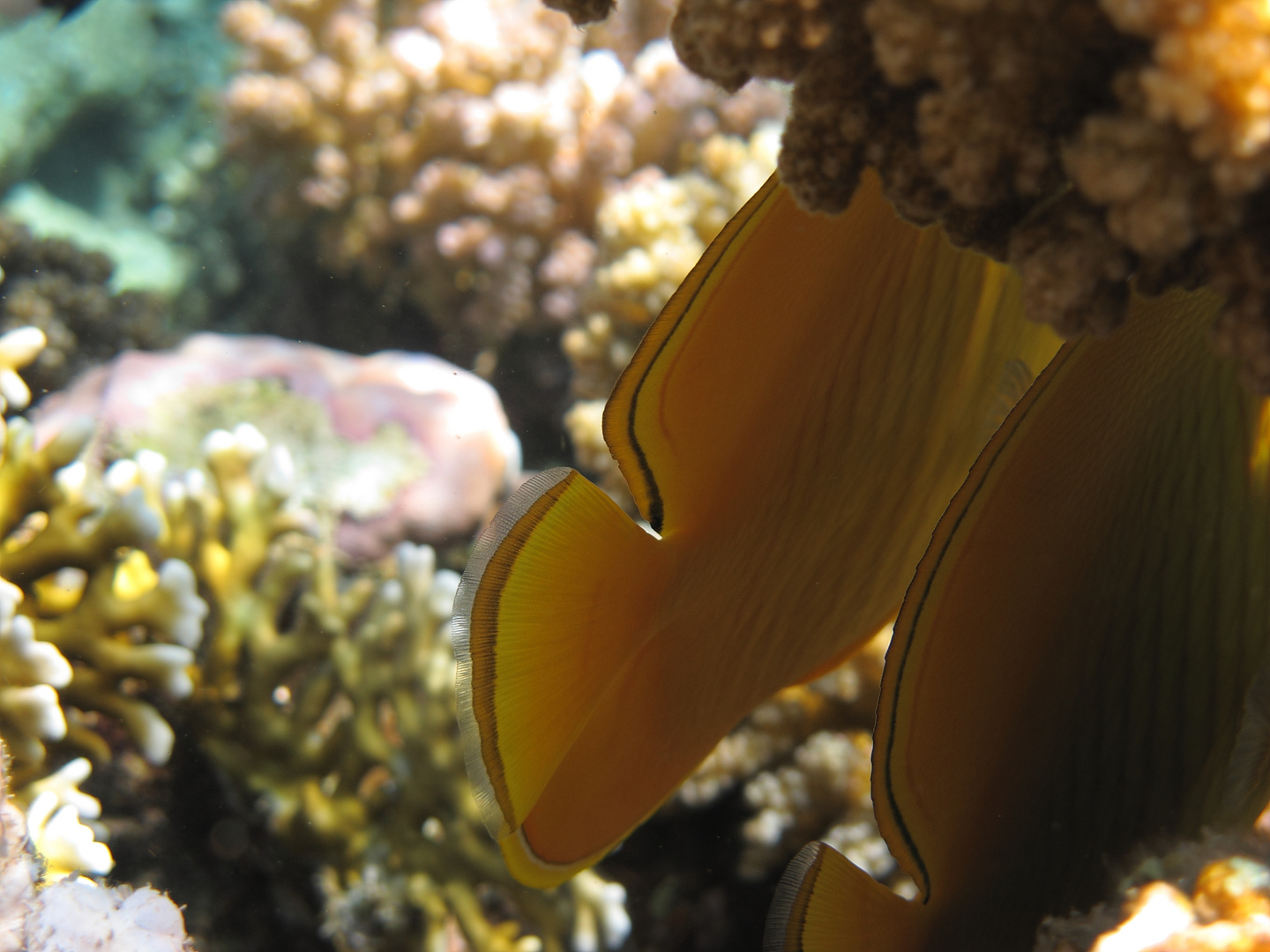 Queue de poisson photo et image | images sous-marines, nature Images ...