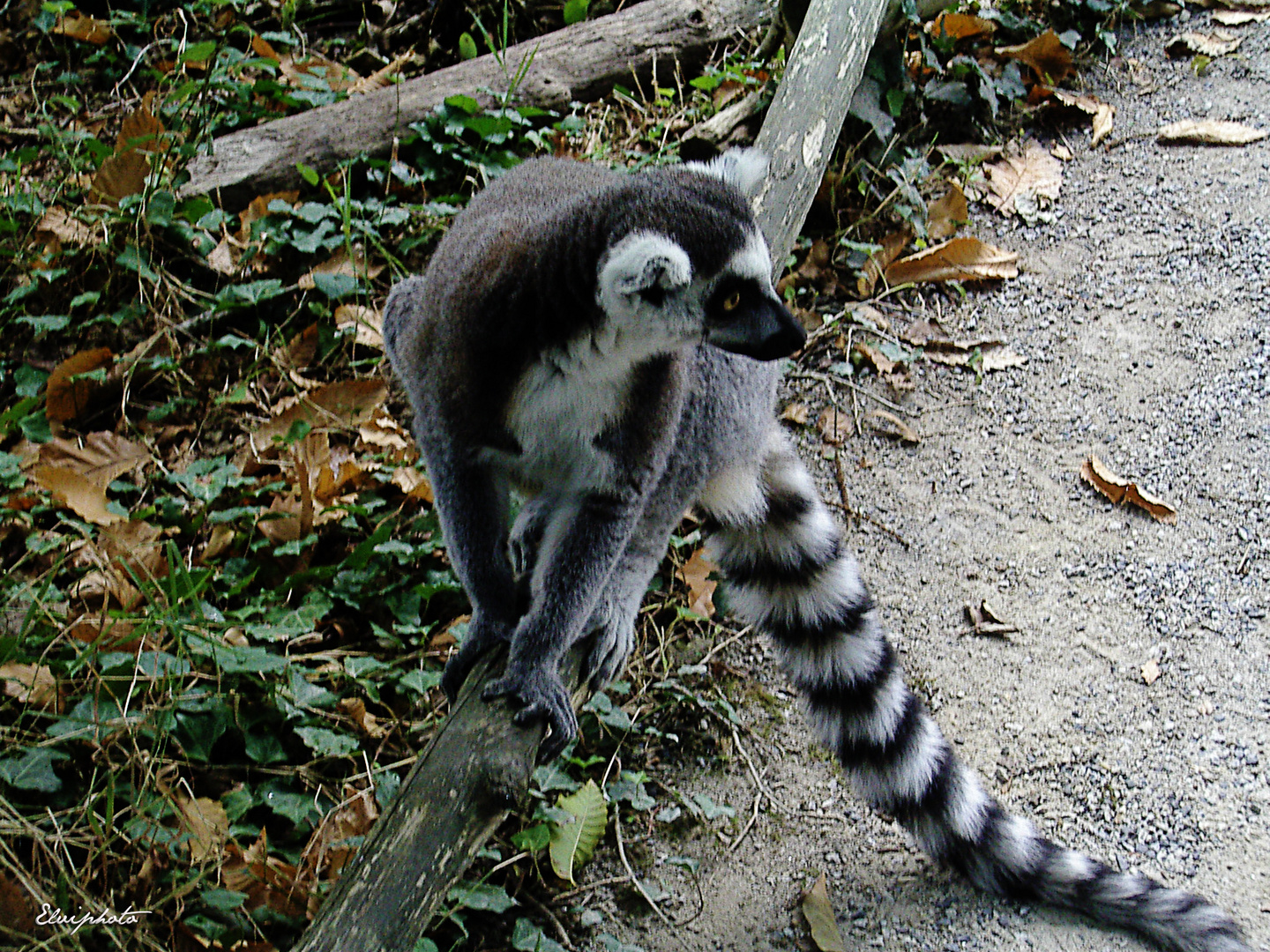 queue rayée photo et image | nature, animaux, zoo Images fotocommunity