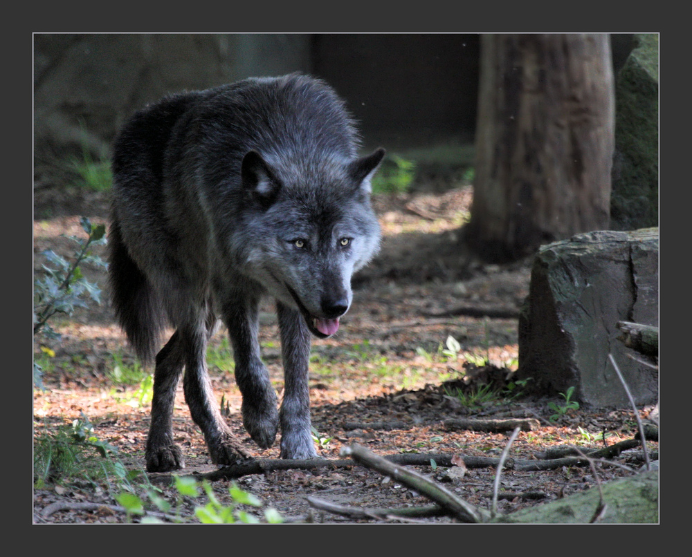 Qui a peur du grand méchant loup ? Foto & Bild | animaux, zoo et ...