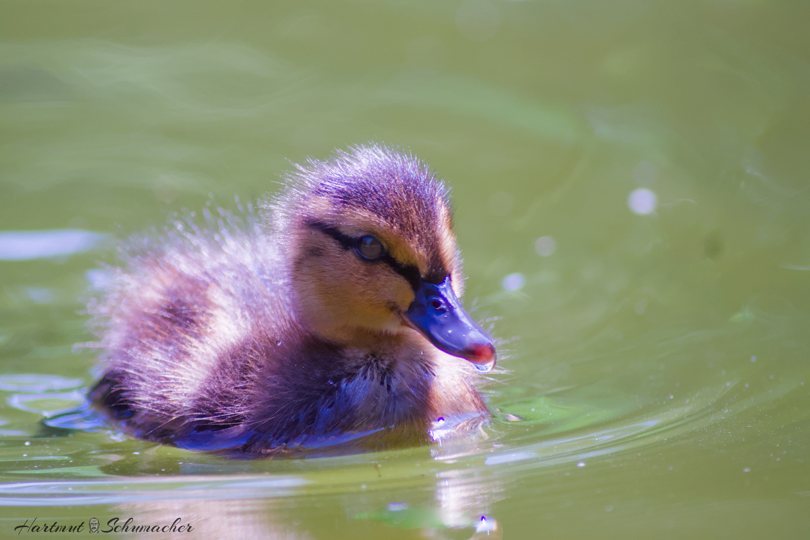 Quietscher Entchen Foto & Bild | tiere, zoo, wildpark & falknerei ...