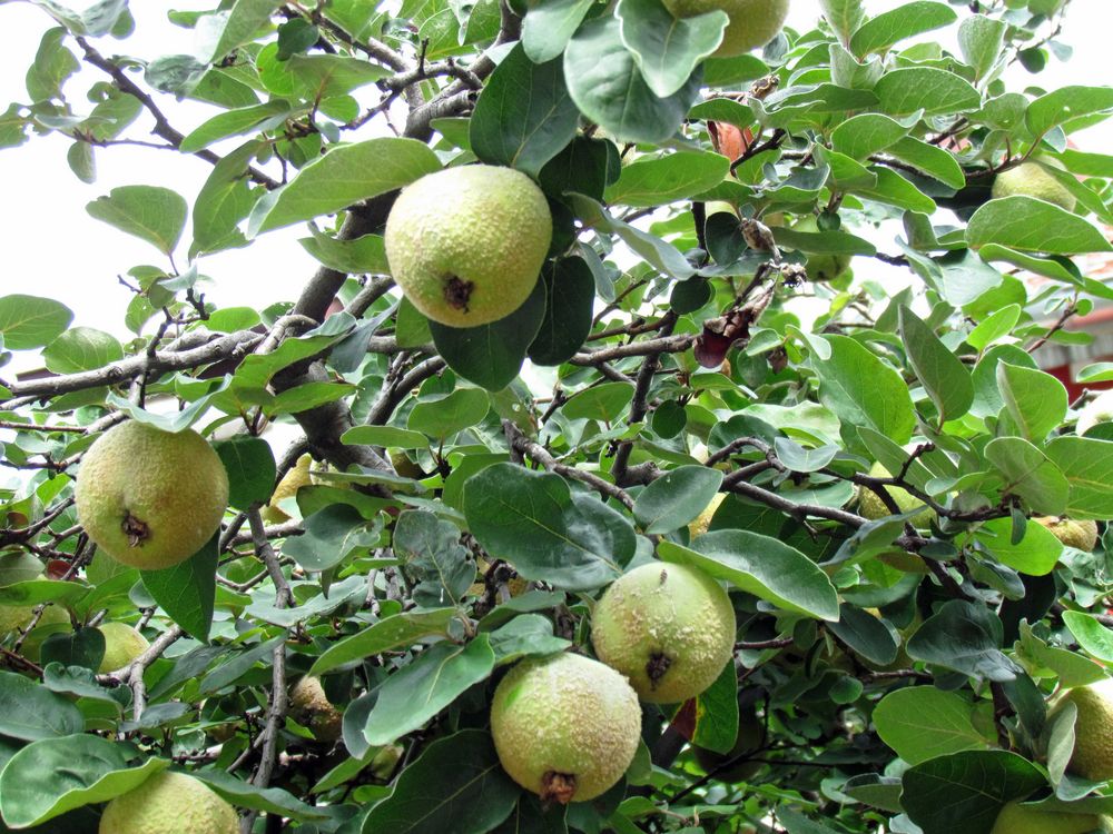 Quittenbaum Foto & Bild | pflanzen, pilze & flechten, naturdetails ...