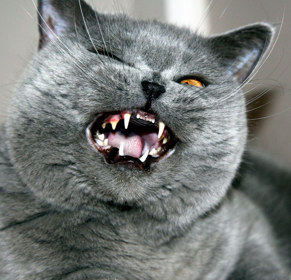 " quoi ma gueule qu'est ce qu'elle a ma gueule..." photo et image ...