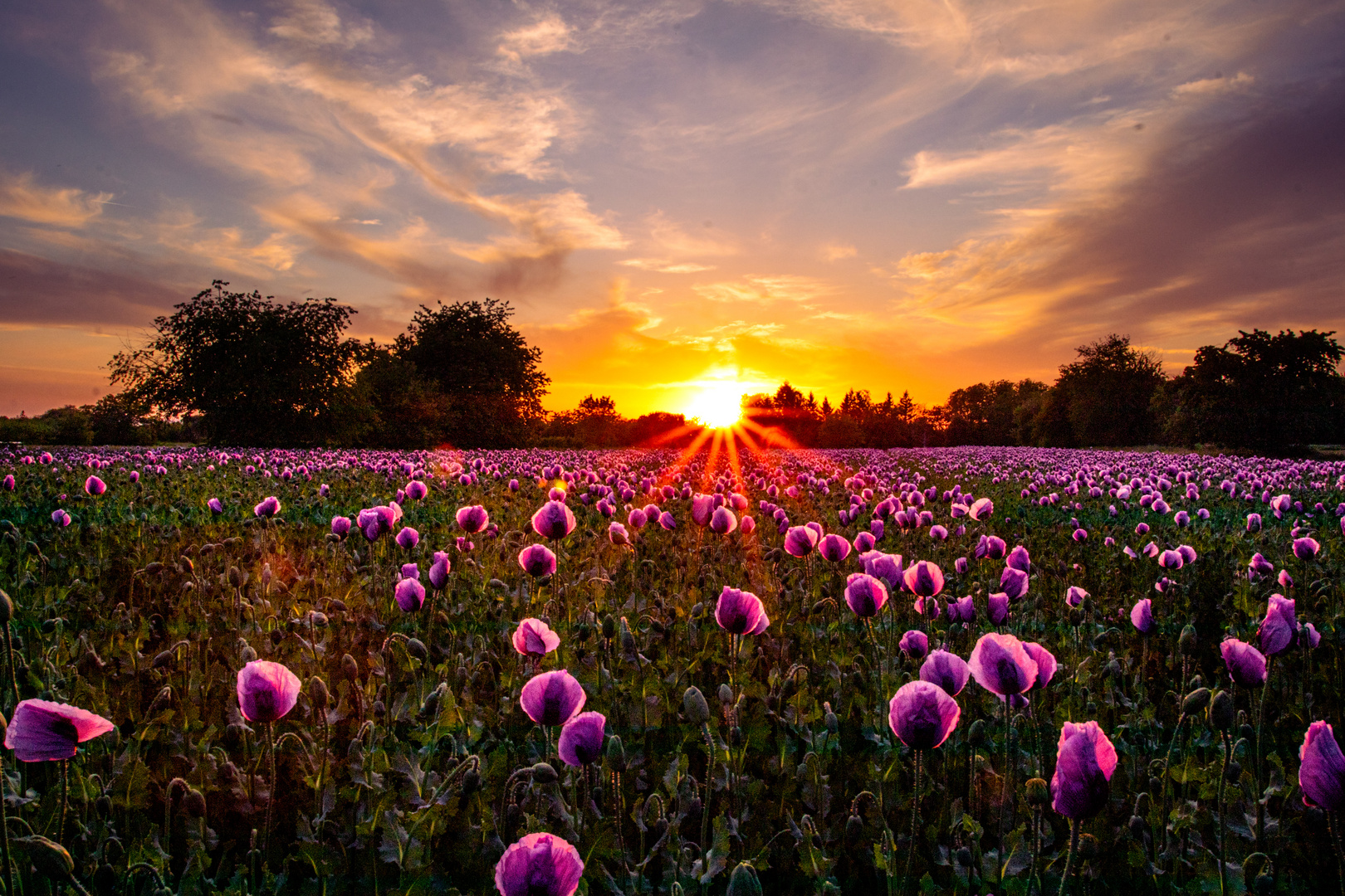 R O S A M U N D E - P I L C H E R * * * Foto & Bild | outdoor, makro ...
