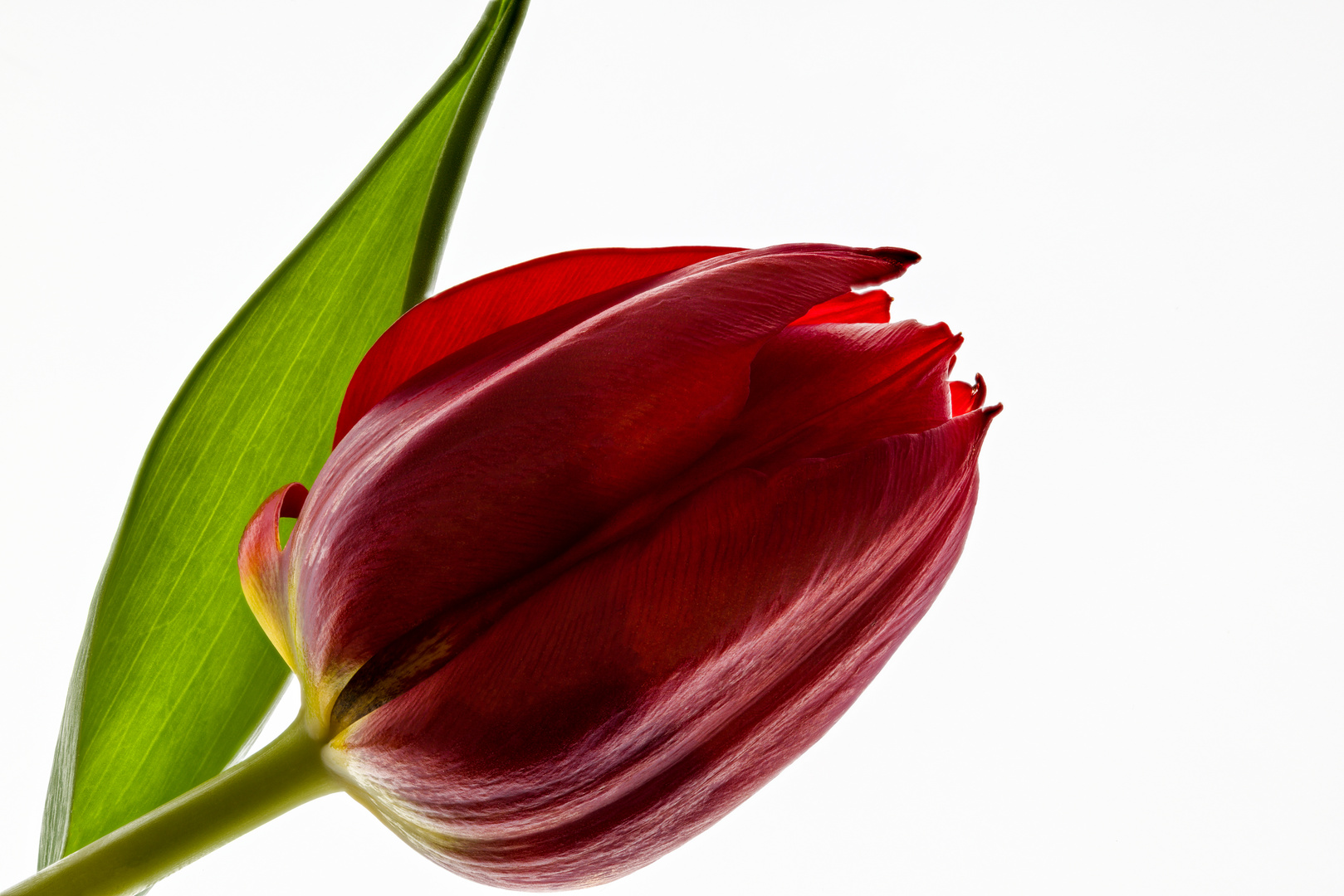R5_0E2A0943_Hot_ Head of tulip Foto & Bild | stillleben, pflanzen ...