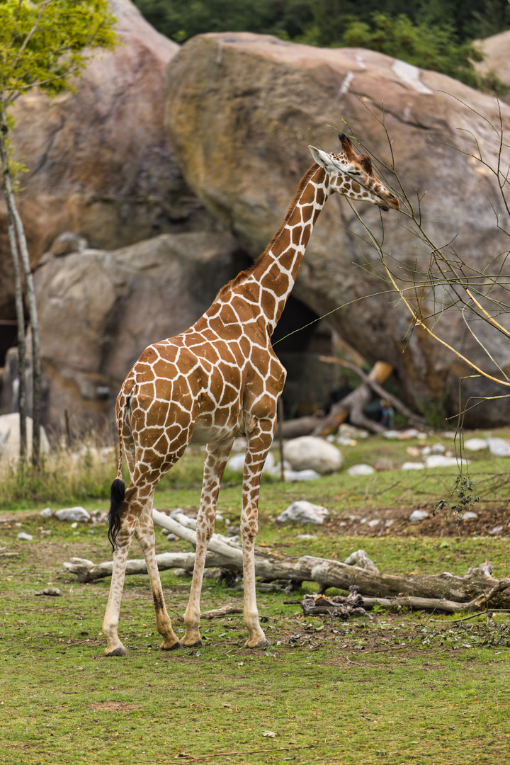 R5_0E2A3671_Zoo Zürich-26 Foto & Bild | tiere, zoo, wildpark ...
