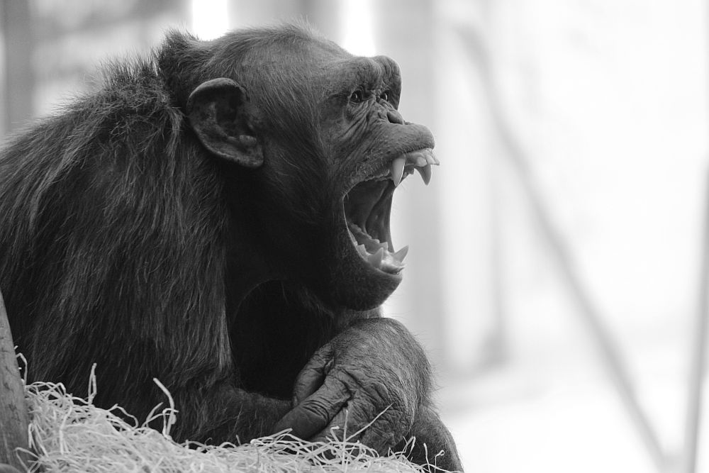 Raaaar!!!!! Foto & Bild | tiere, zoo, wildpark & falknerei, säugetiere ...