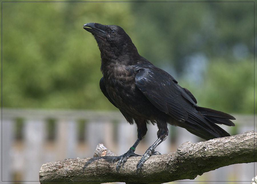 Raabe Foto & Bild | Natur, Vögel, Kraniche, Rallen, Trappen Bilder auf ...
