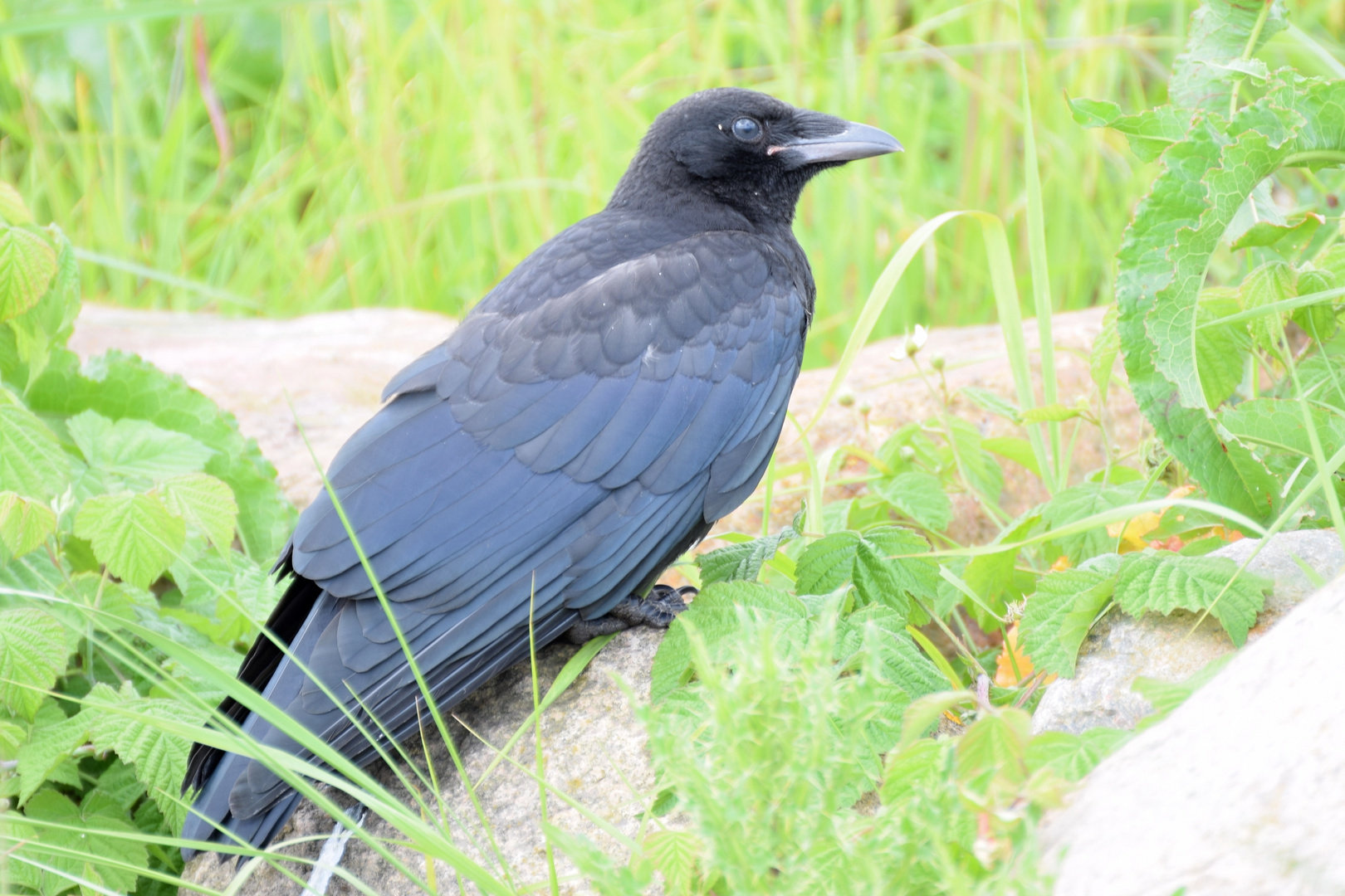 Rabe 2 Foto & Bild | tiere, wildlife, vögel Bilder auf fotocommunity