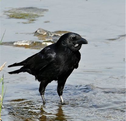 Singvögel Bilder & Fotos