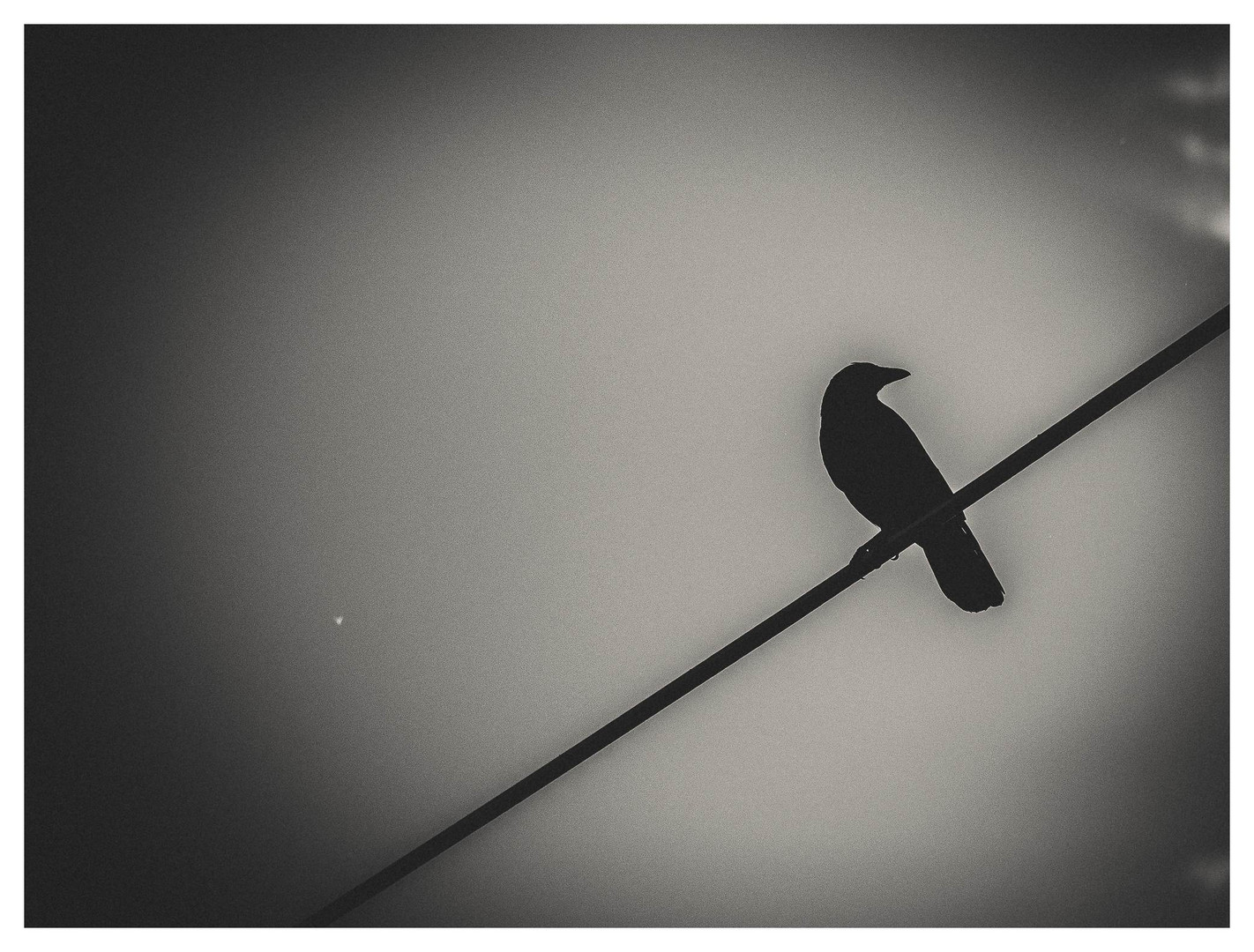 Rabe... Foto & Bild | tiere, wildlife, wild lebende vögel Bilder auf ...