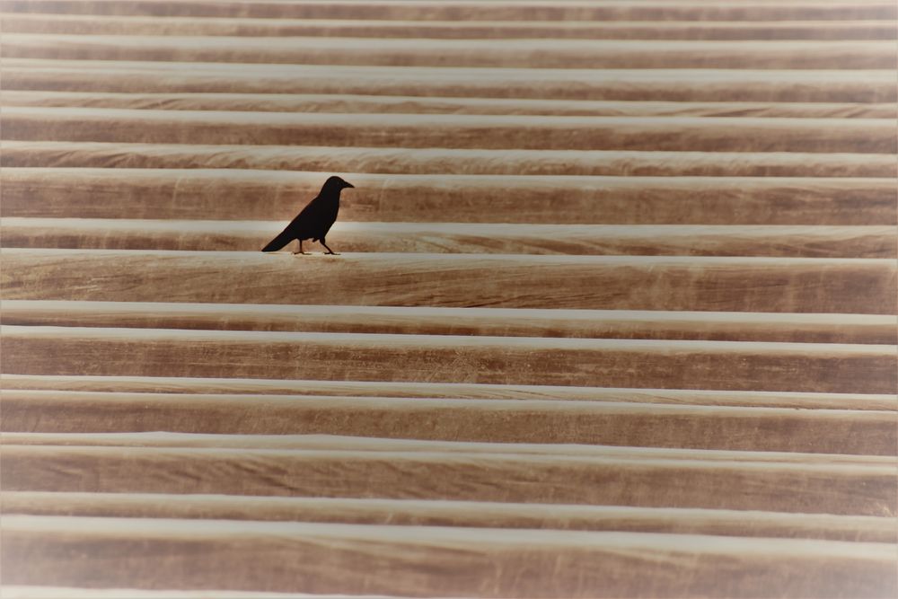 Rabe Foto & Bild | outdoor, natur, rabe Bilder auf fotocommunity