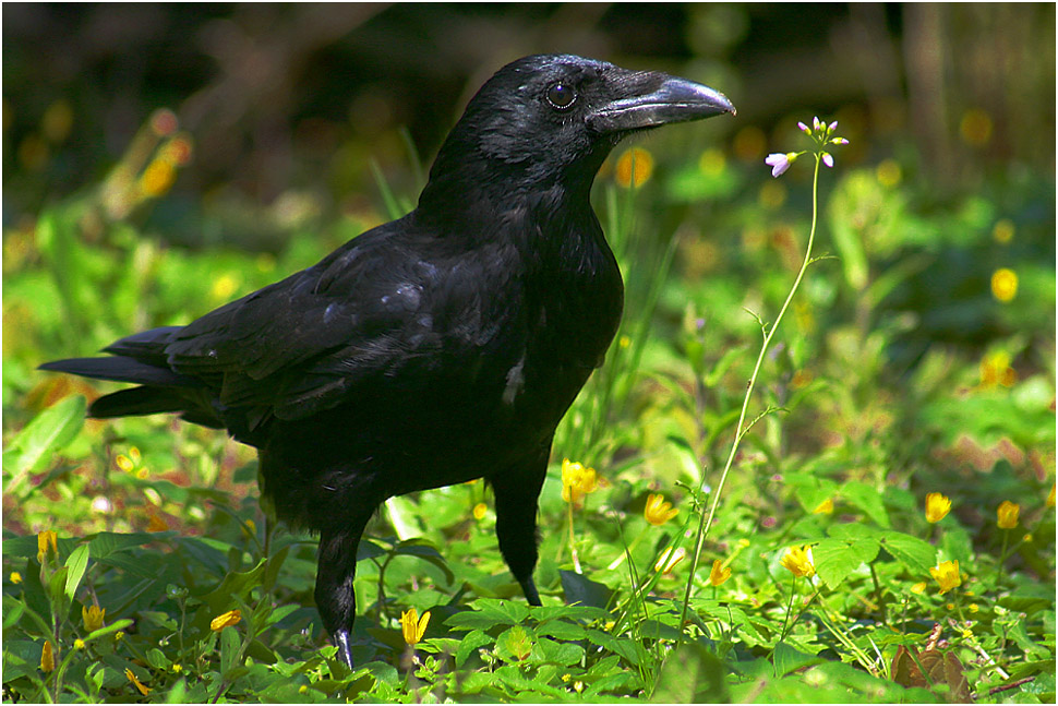 rabe Foto & Bild | tiere, wildlife, wild lebende vögel Bilder auf ...