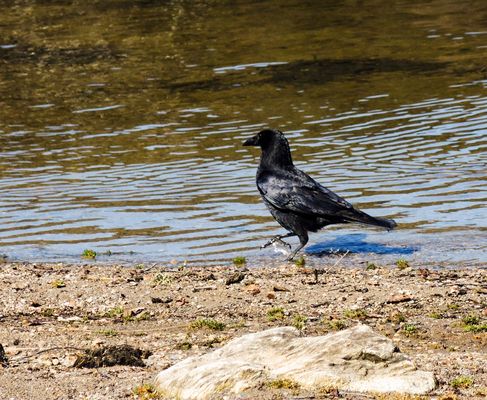 Rabenvögel Bilder & Fotos