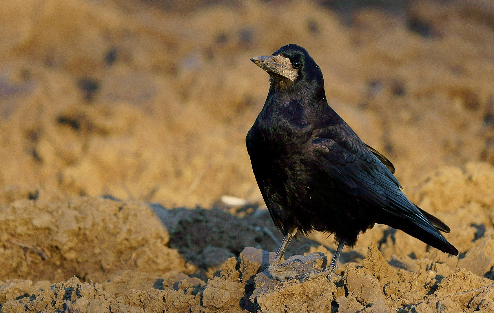 Rabe Foto & Bild | tiere, wildlife, wild lebende vögel Bilder auf ...