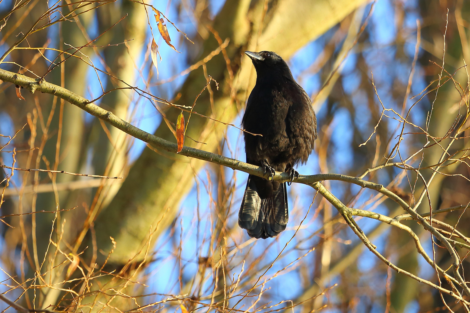 Rabe Foto & Bild | tiere, wildlife, wild lebende vögel Bilder auf ...