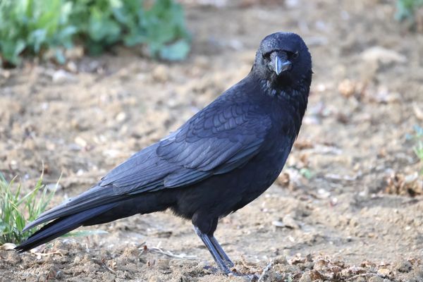 Rabenvögel Bilder & Fotos