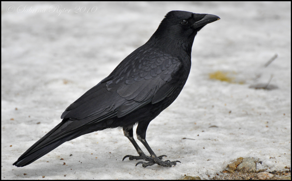 Rabe Foto & Bild | tiere, wildlife, wild lebende vögel Bilder auf ...