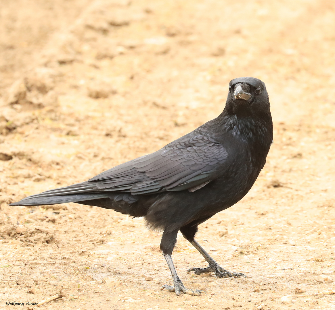 Rabe Foto & Bild | tiere, wildlife, wild lebende vögel Bilder auf ...