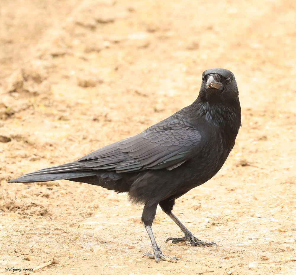 Rabe Foto & Bild | tiere, wildlife, wild lebende vögel Bilder auf ...