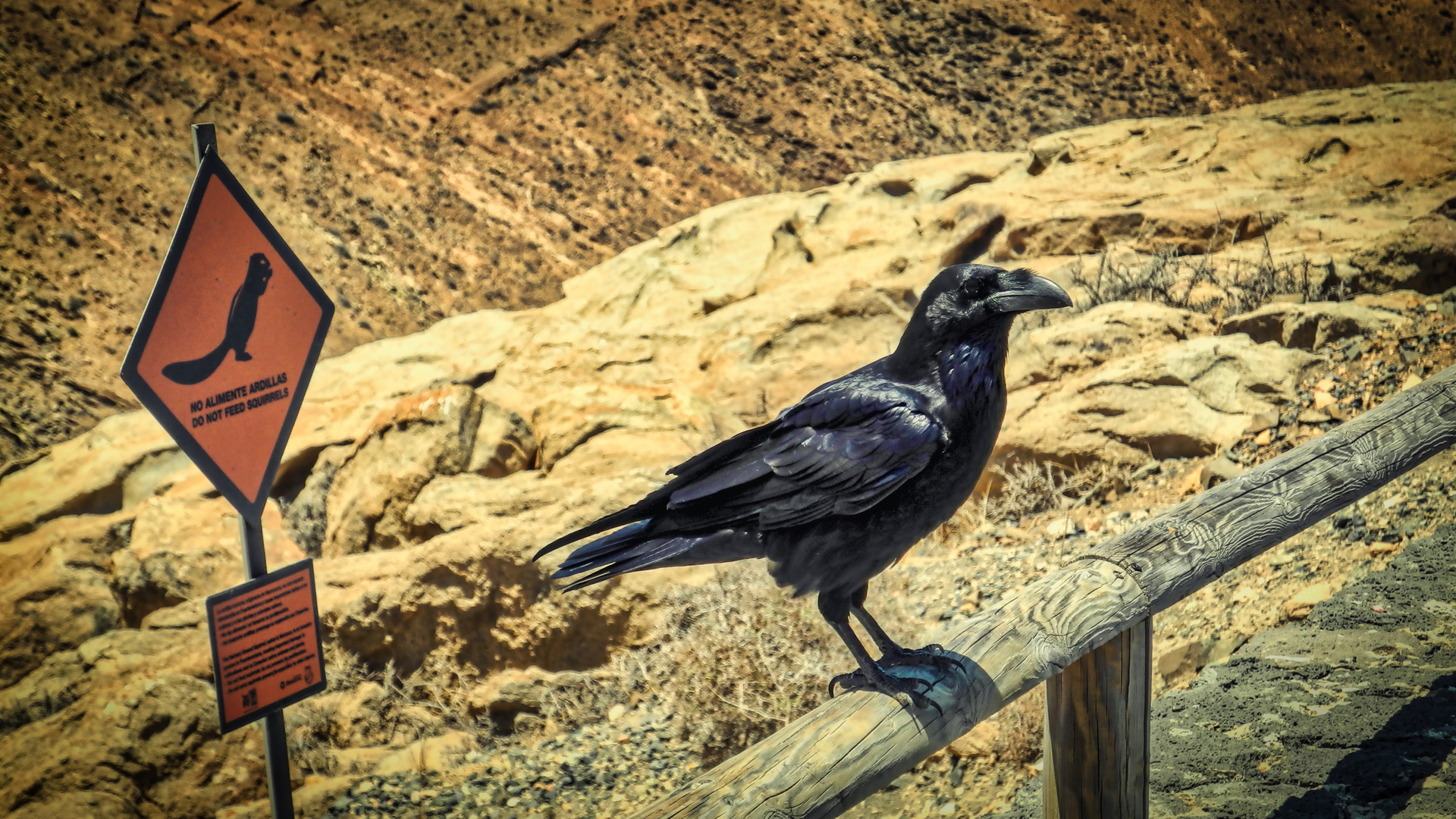 Rabe Foto & Bild | spain, world, rabe Bilder auf fotocommunity