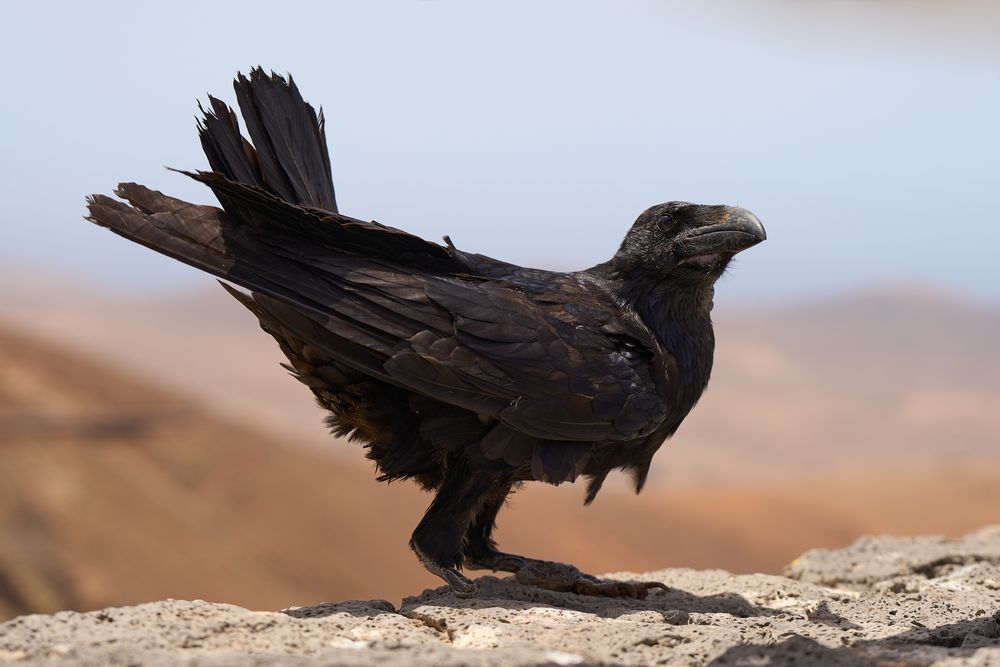 Rabe Ahab Foto & Bild | spain, world, natur Bilder auf fotocommunity