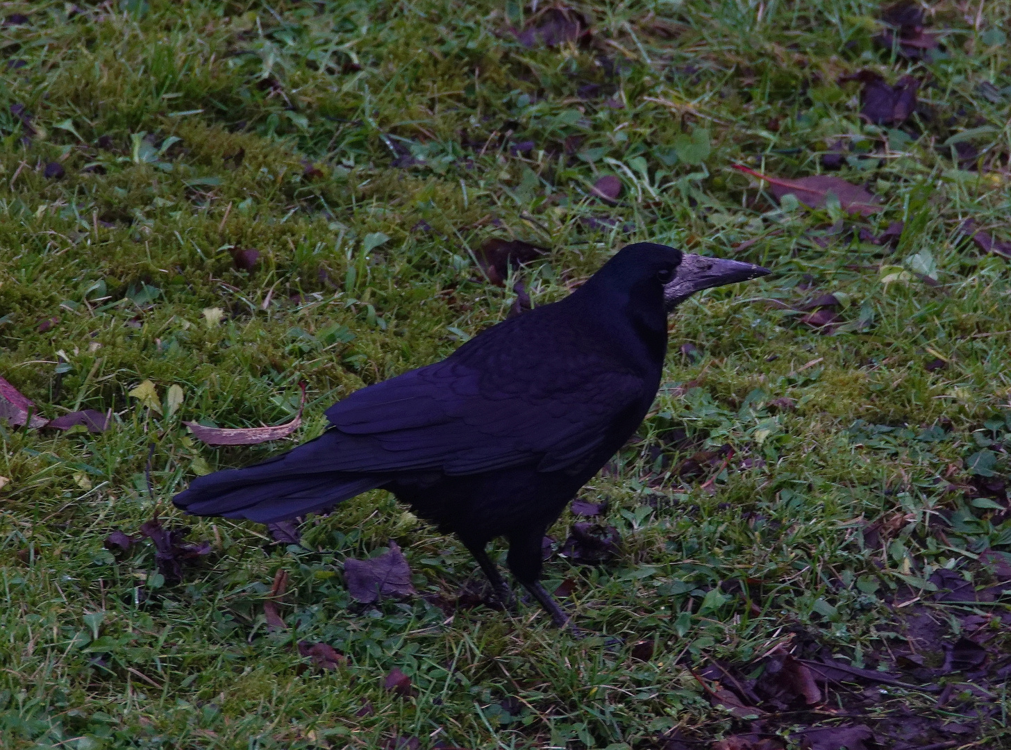 Rabe. Foto & Bild | tiere, wildlife, wild lebende vögel Bilder auf ...