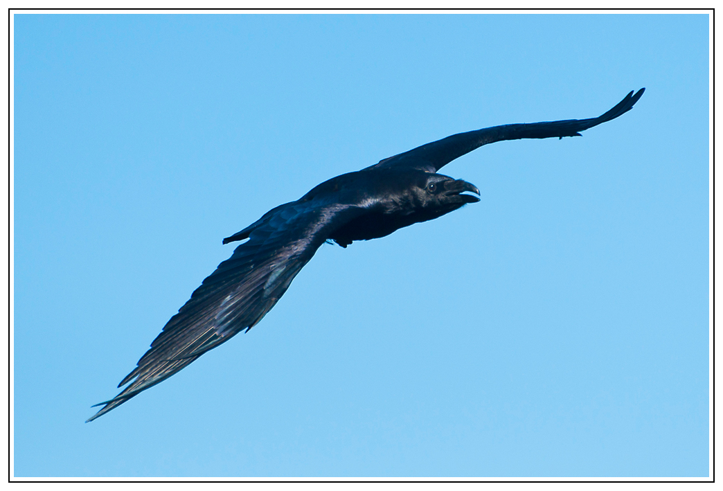 Rabe im Flug Foto & Bild | tiere, zoo, wildpark & falknerei, vögel ...