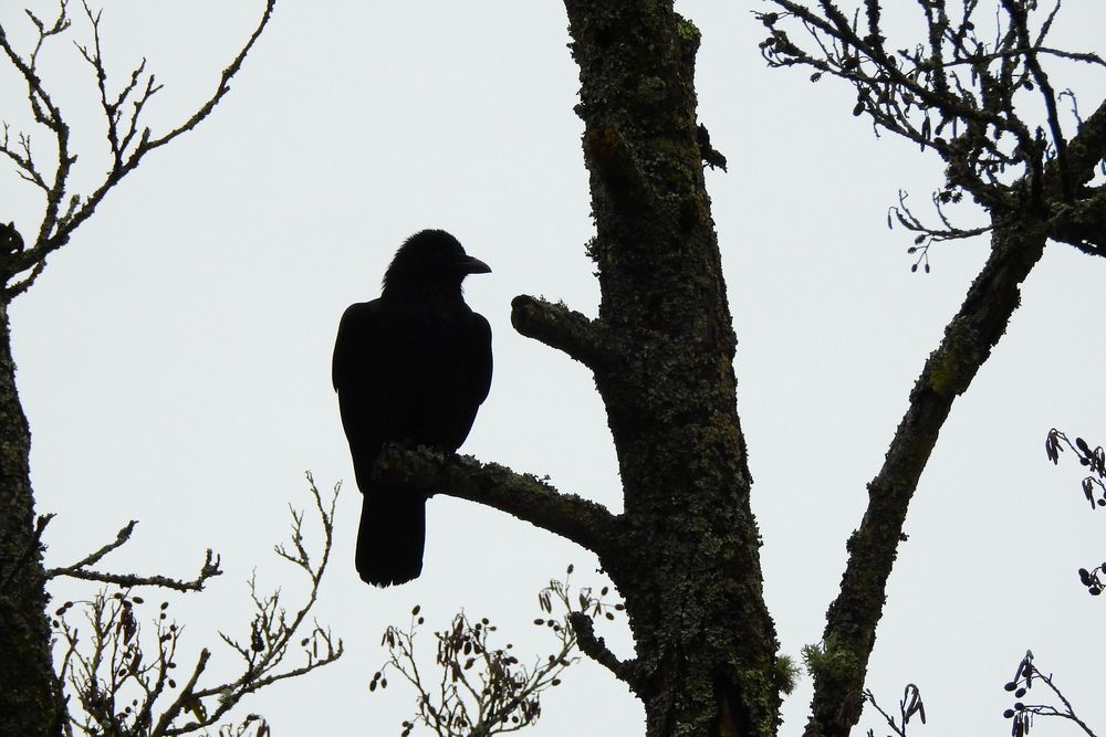 Rabe im Gegenlicht Foto & Bild | fotos, natur, rabe Bilder auf ...