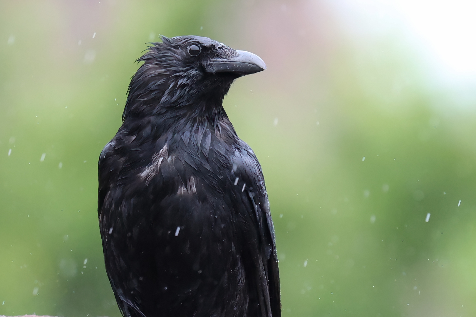 Rabe im Regen Foto & Bild | tiere, wildlife, wild lebende vögel Bilder ...