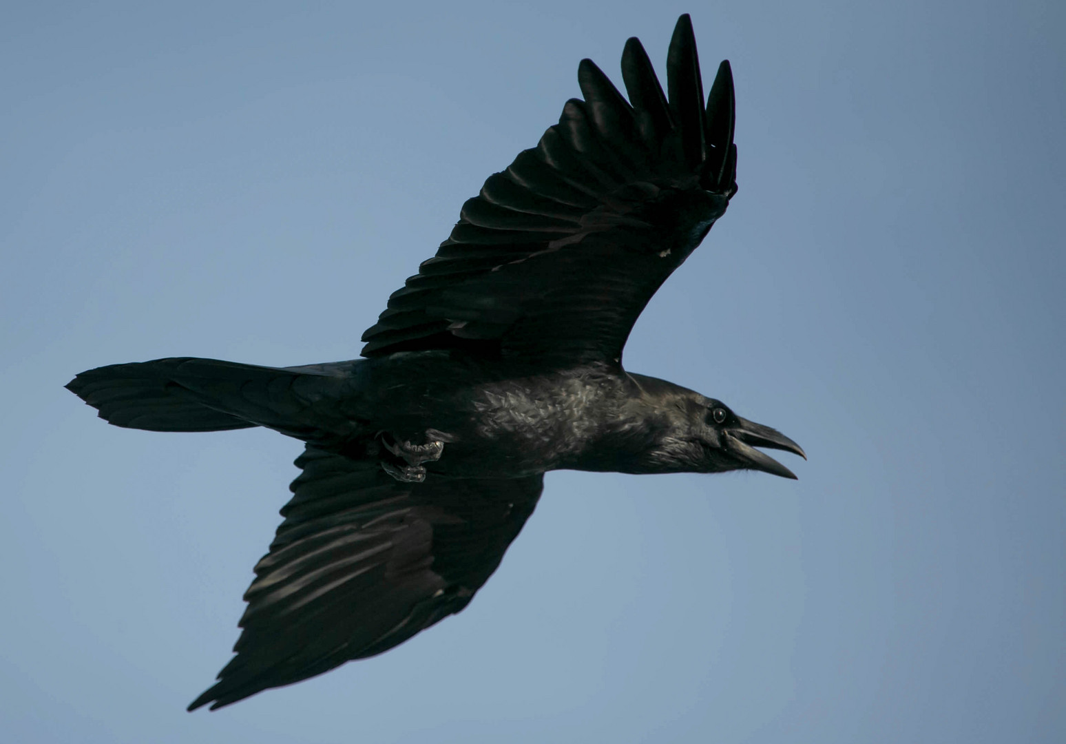 Rabe im Vorbeiflug Foto & Bild | tiere, wildlife, wild lebende vögel ...