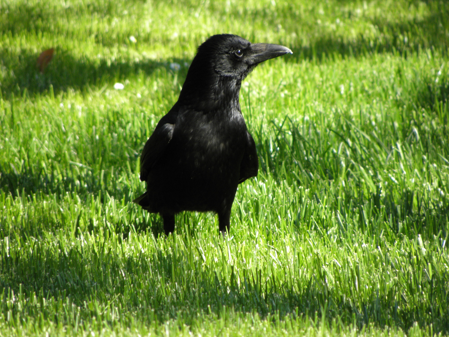 Rabe in Paris Foto & Bild | tiere, tierdetails, michaela 1 Bilder auf ...