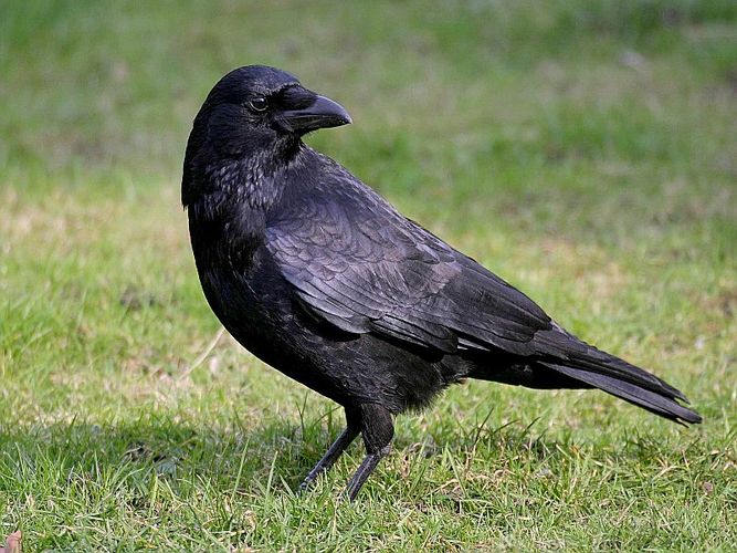 Rabe oder Krähe? Foto & Bild | tiere, wildlife, wild lebende vögel ...