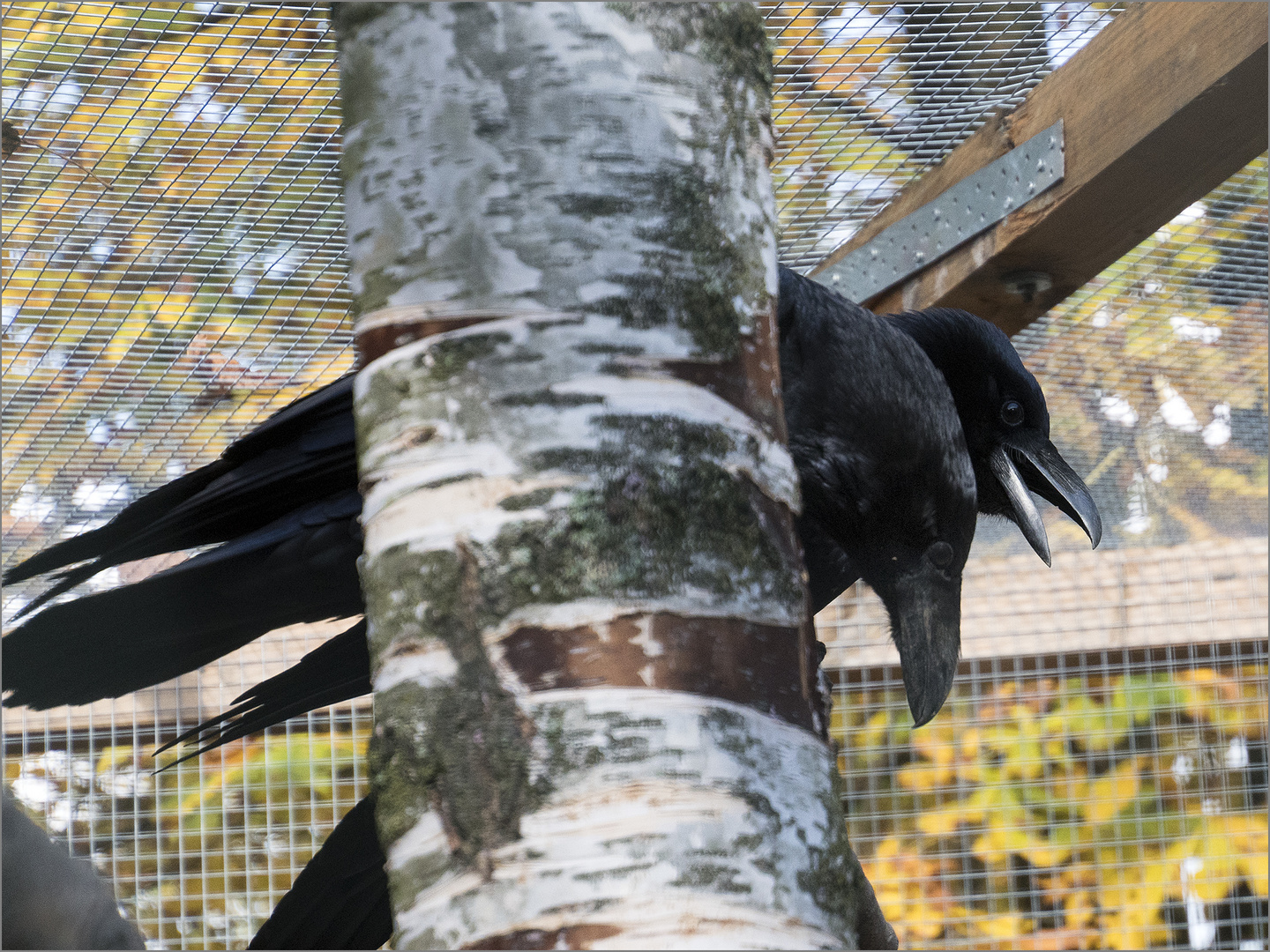 Raben Foto & Bild | heimat-zoos, natur, tiere Bilder auf fotocommunity