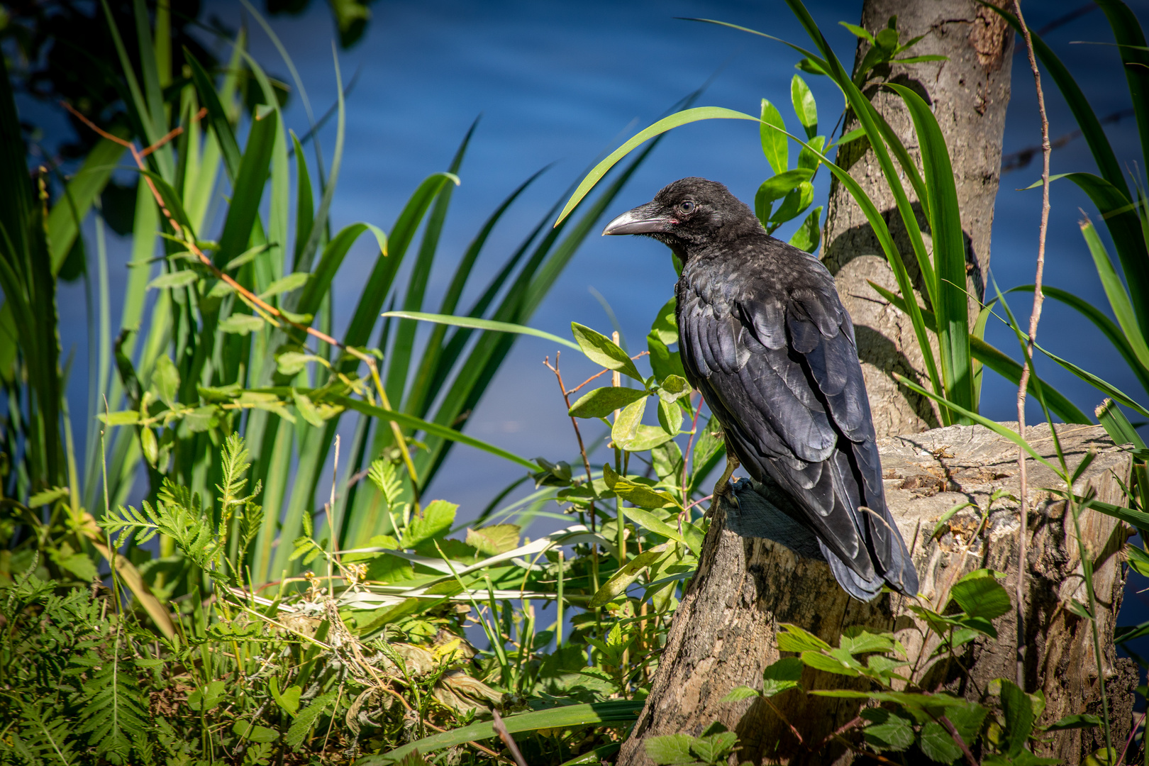 Raben II Foto & Bild | teich, natur, rabe Bilder auf fotocommunity