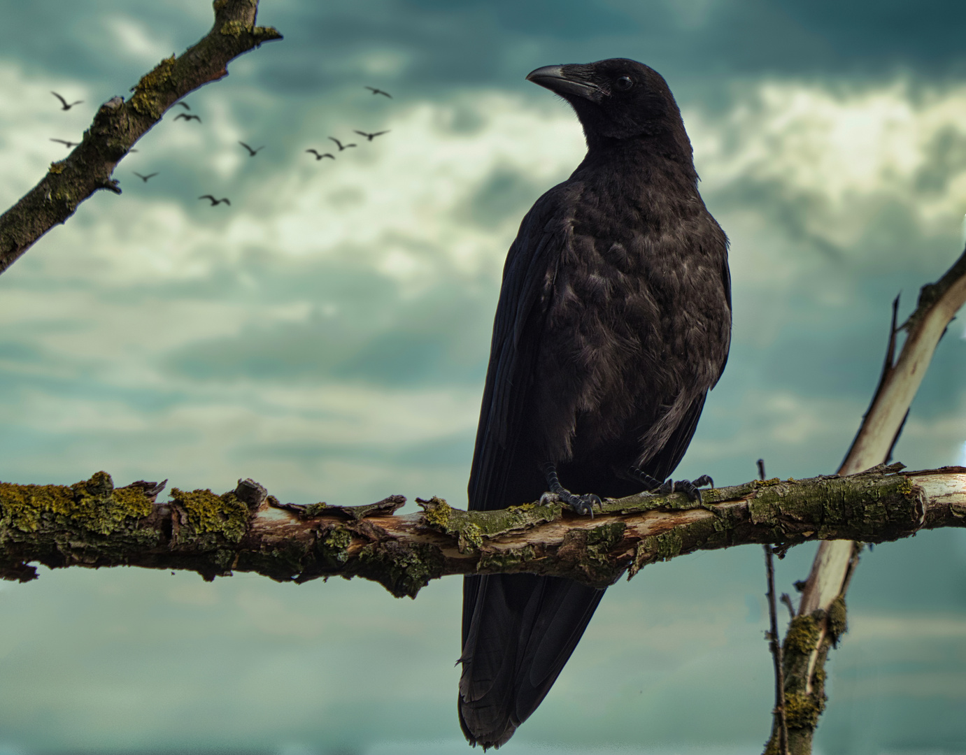 Raben - Wetter Foto & Bild | tiere, wildlife, natur Bilder auf ...