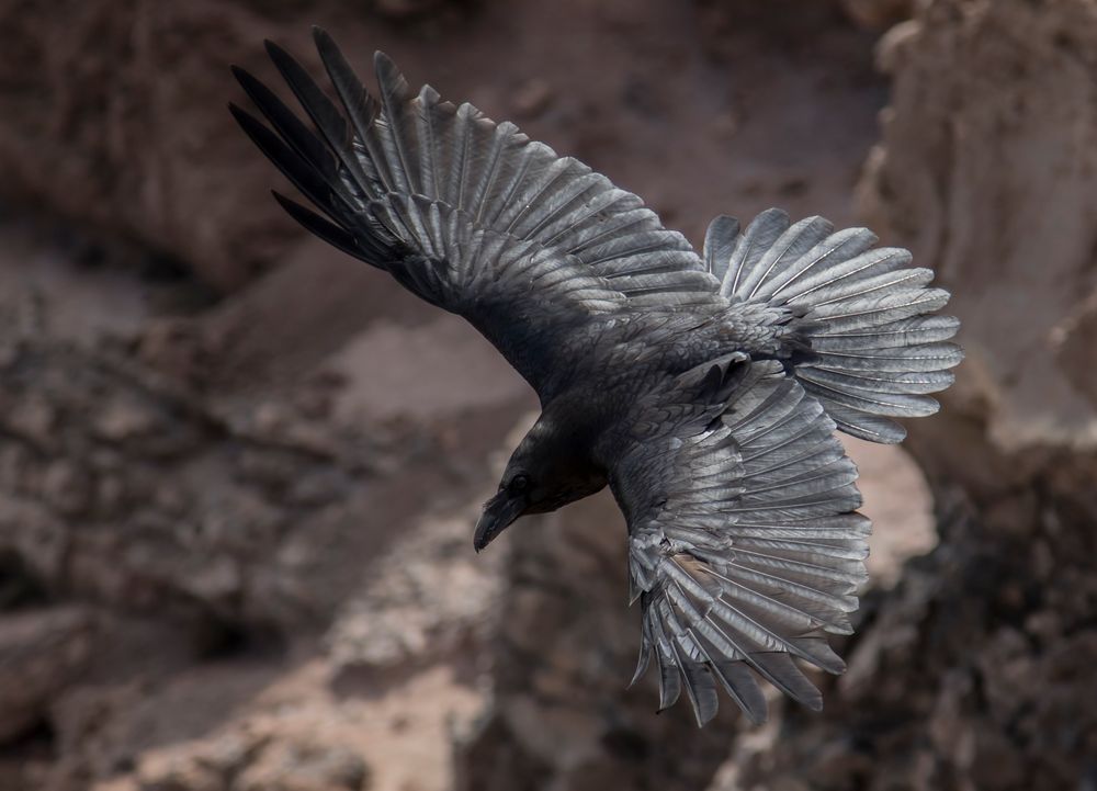 Rabenflug Foto & Bild | europe, canary islands die kanaren, spain ...
