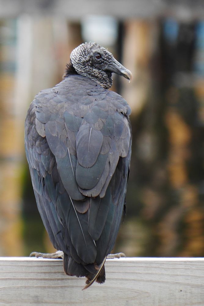 Rabengeier Foto & Bild | natur, tiere, vögel Bilder auf fotocommunity