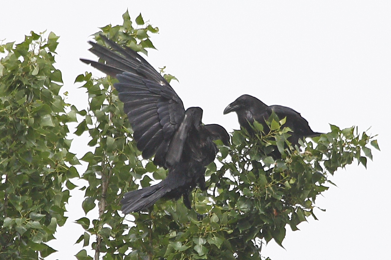 Rabenpaar (1) Foto & Bild | natur, vögel, wildlife Bilder auf fotocommunity