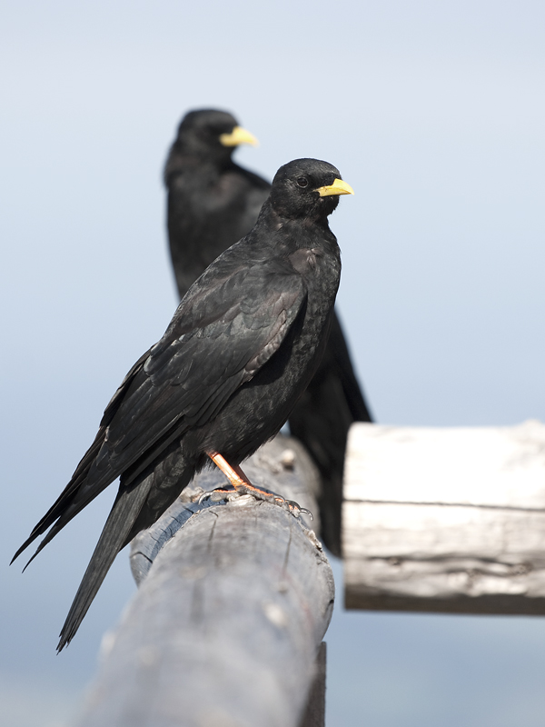 Rabenvögel ... Foto & Bild | tiere, wildlife, wild lebende vögel Bilder ...