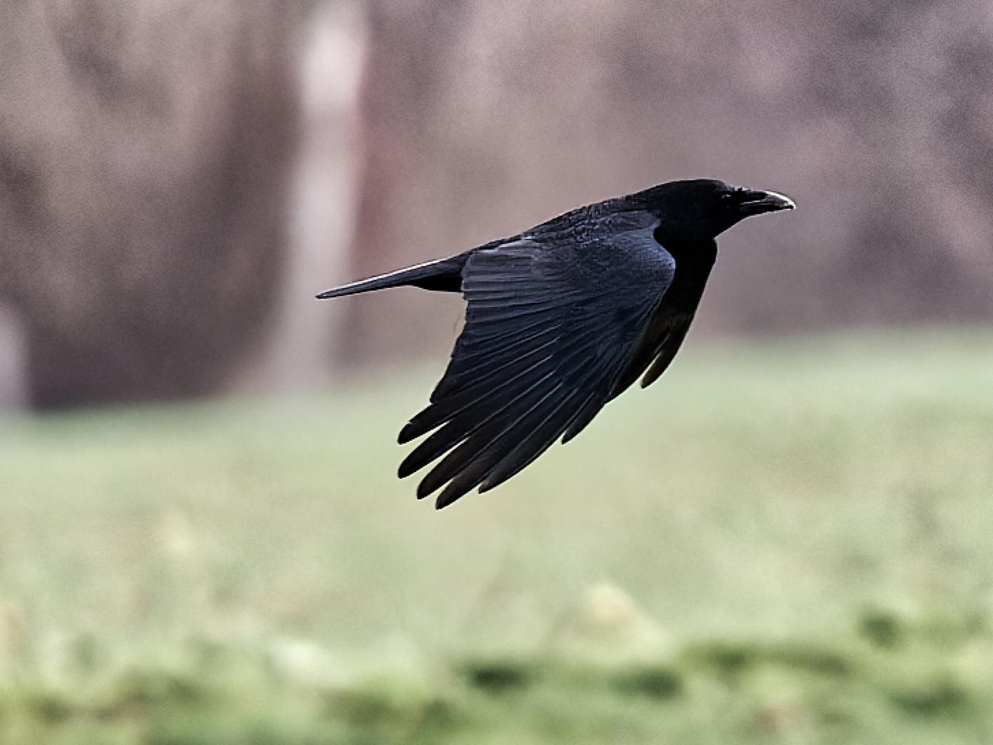 Rabenvogel Foto & Bild | winter, natur, tiere Bilder auf fotocommunity