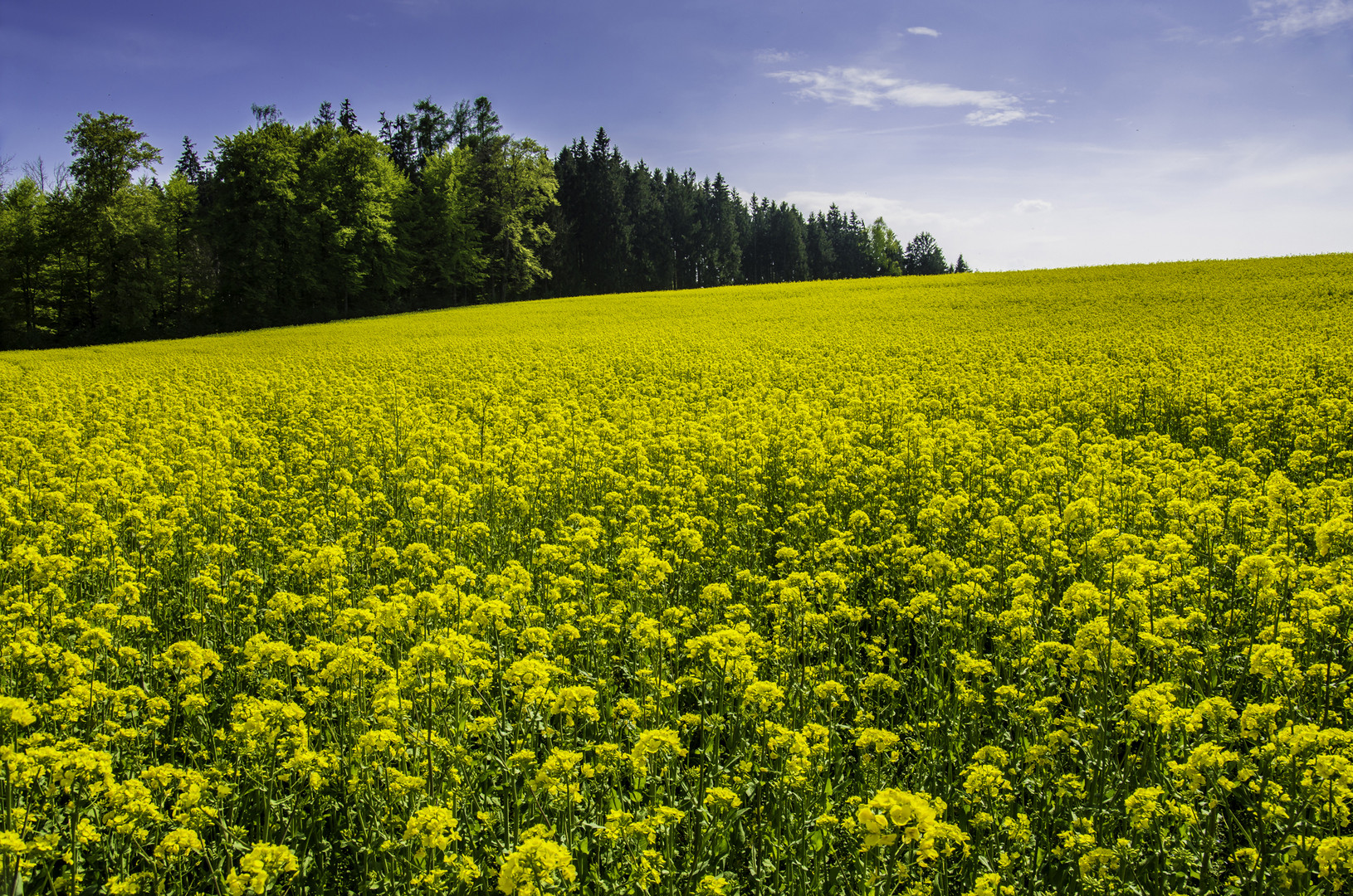 Rabs Foto & Bild | landschaft, Äcker, felder & wiesen, fotos von helmut ...