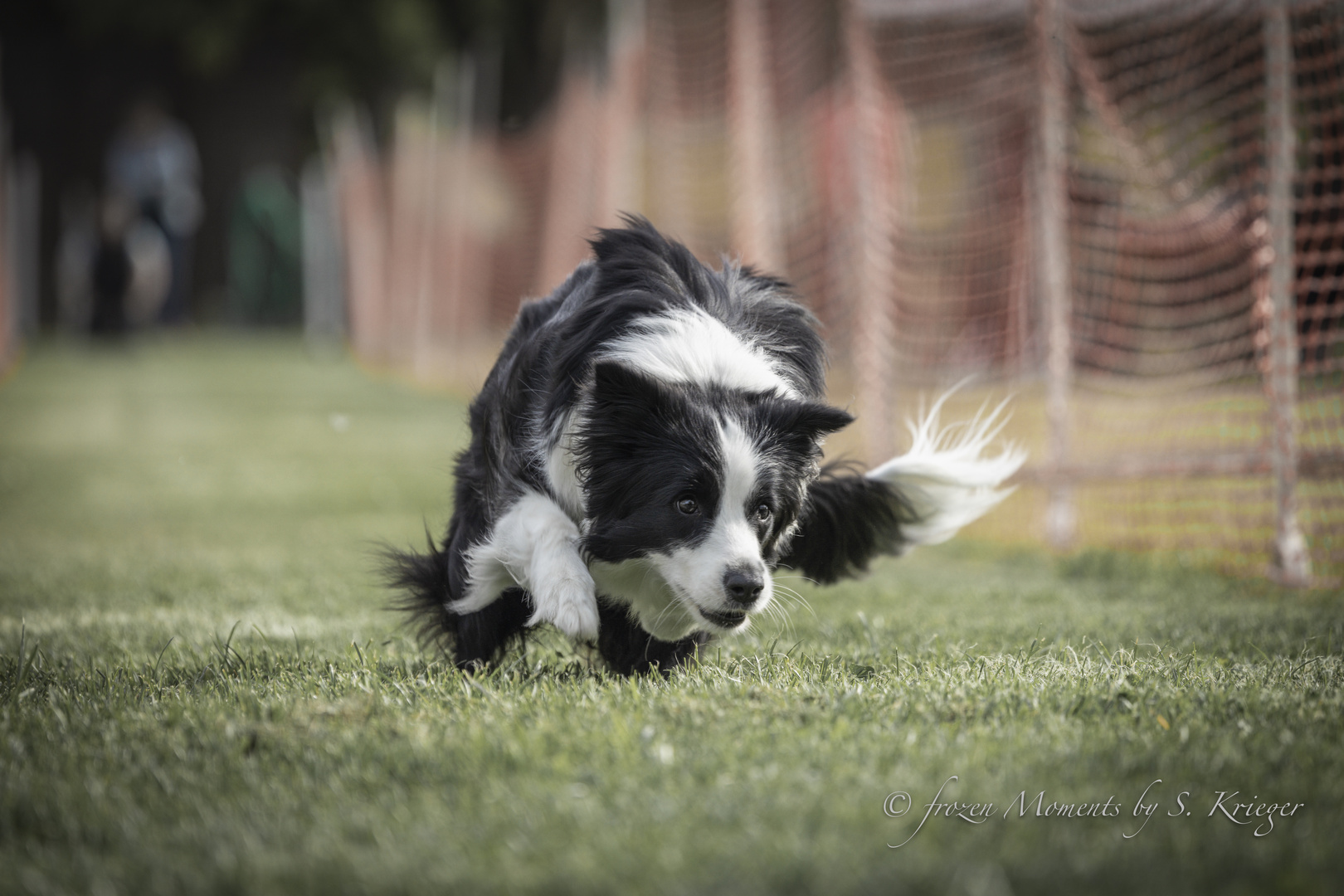 Race of Dogs Foto & Bild | sport, tiere, haustiere Bilder auf fotocommunity