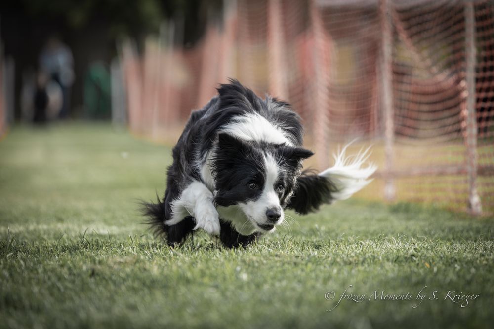 Race of Dogs Foto & Bild | sport, tiere, haustiere Bilder auf fotocommunity