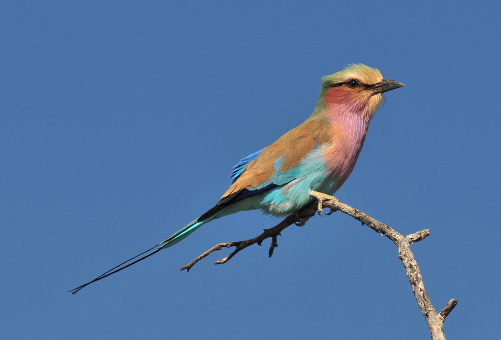 Racke-Vogel Foto & Bild | tiere, wildlife, wild lebende vögel Bilder ...