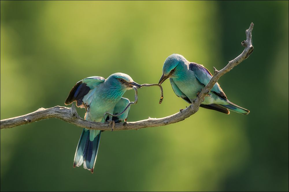 Racken mit Ringelnatter Foto & Bild | mai, summer, world Bilder auf ...