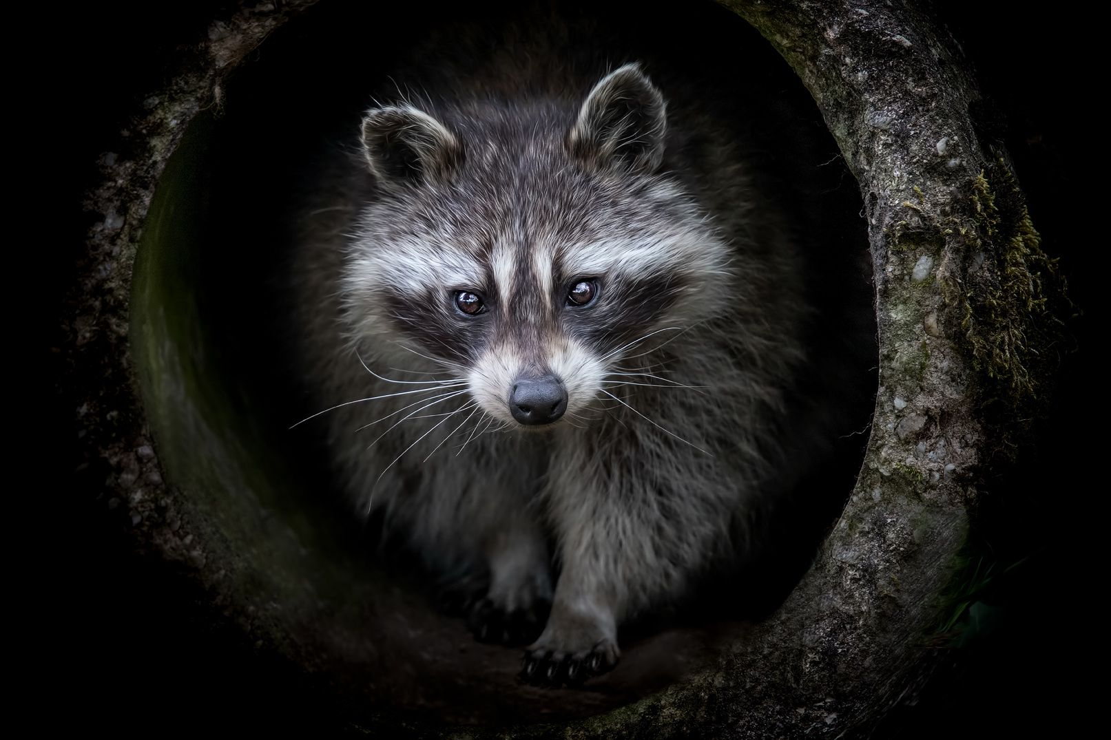 Racoon Foto & Bild | natur, zoo, tiere Bilder auf fotocommunity
