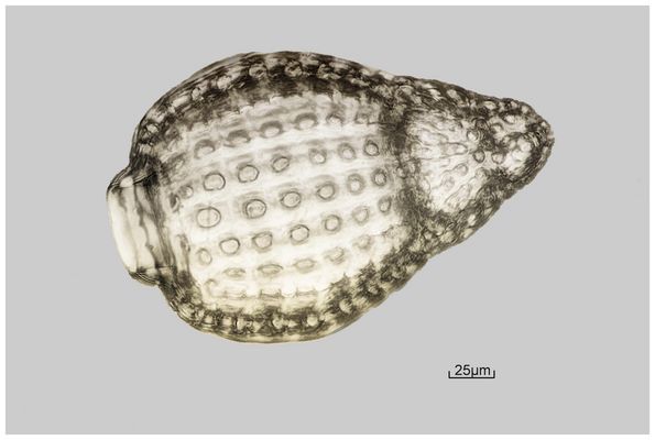 Mikroskopfotografie Bilder & Fotos